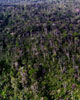 Staggering tree loss from 2005 Amazon storm - AGU Newsroom