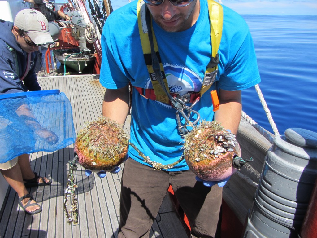 Uncovering the secret world of the Plastisphere
