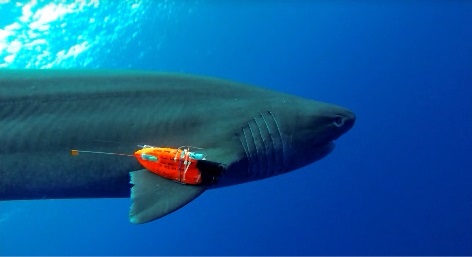 A “shark’s eye” view: Witnessing the life of a top predator