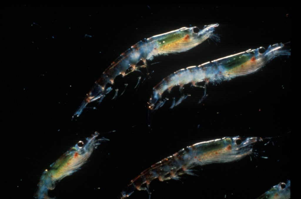 Climate change could cause decline in Antarctic krill habitat