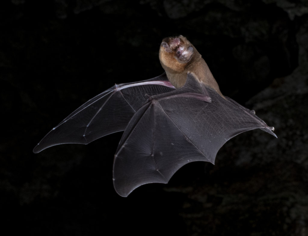 Poop core records 4,300 years of bat diet and environment - AGU Newsroom