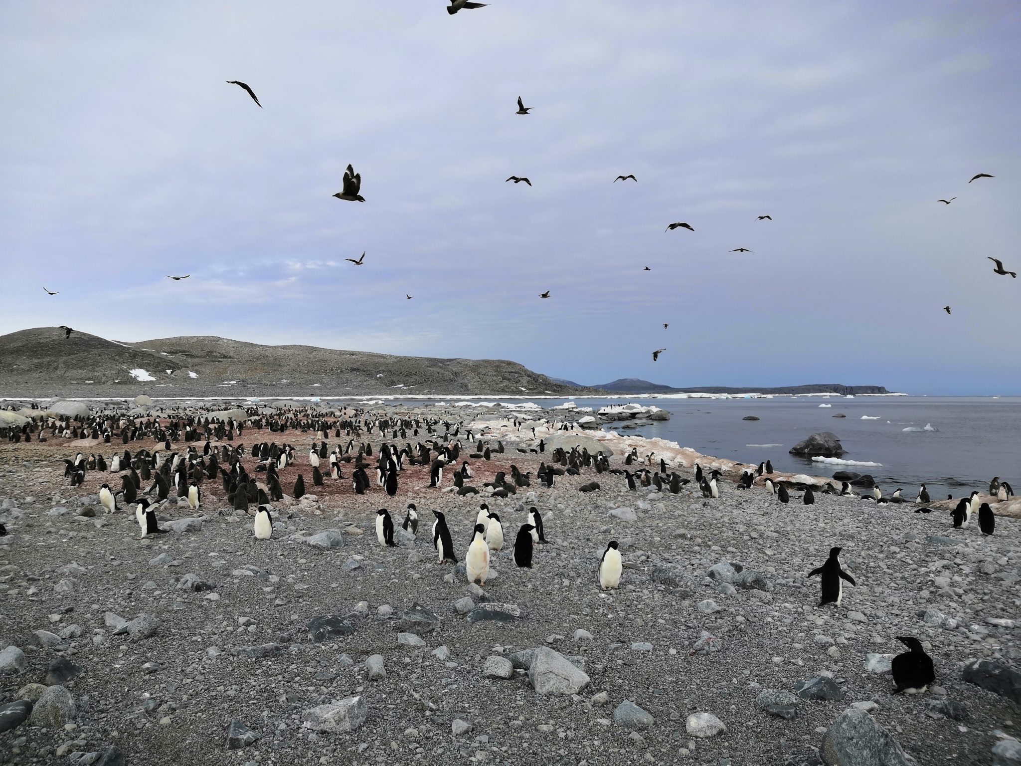 Preserved penguin poo reveals past Antarctic Ocean circulation changes ...