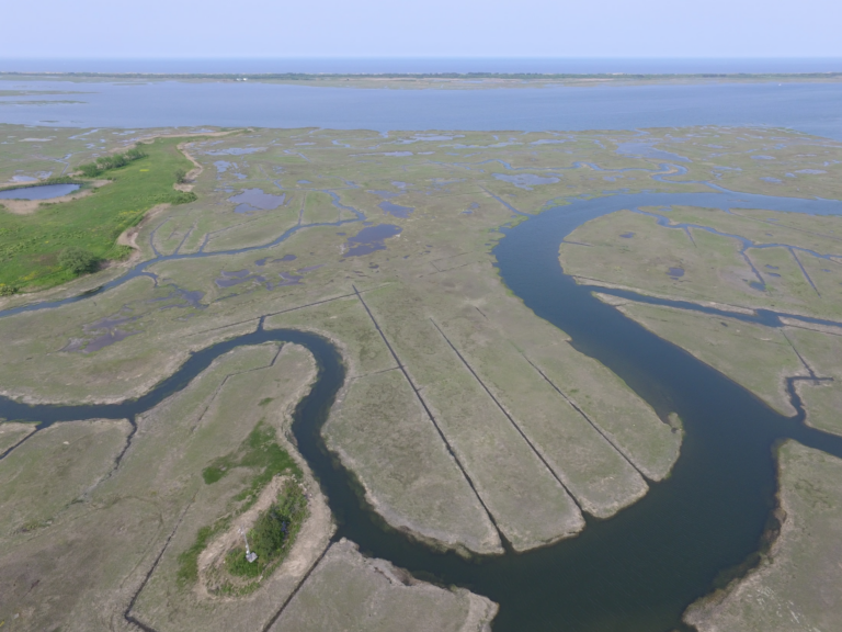 Some coastal salt marshes are keeping up with sea level rise — for now ...