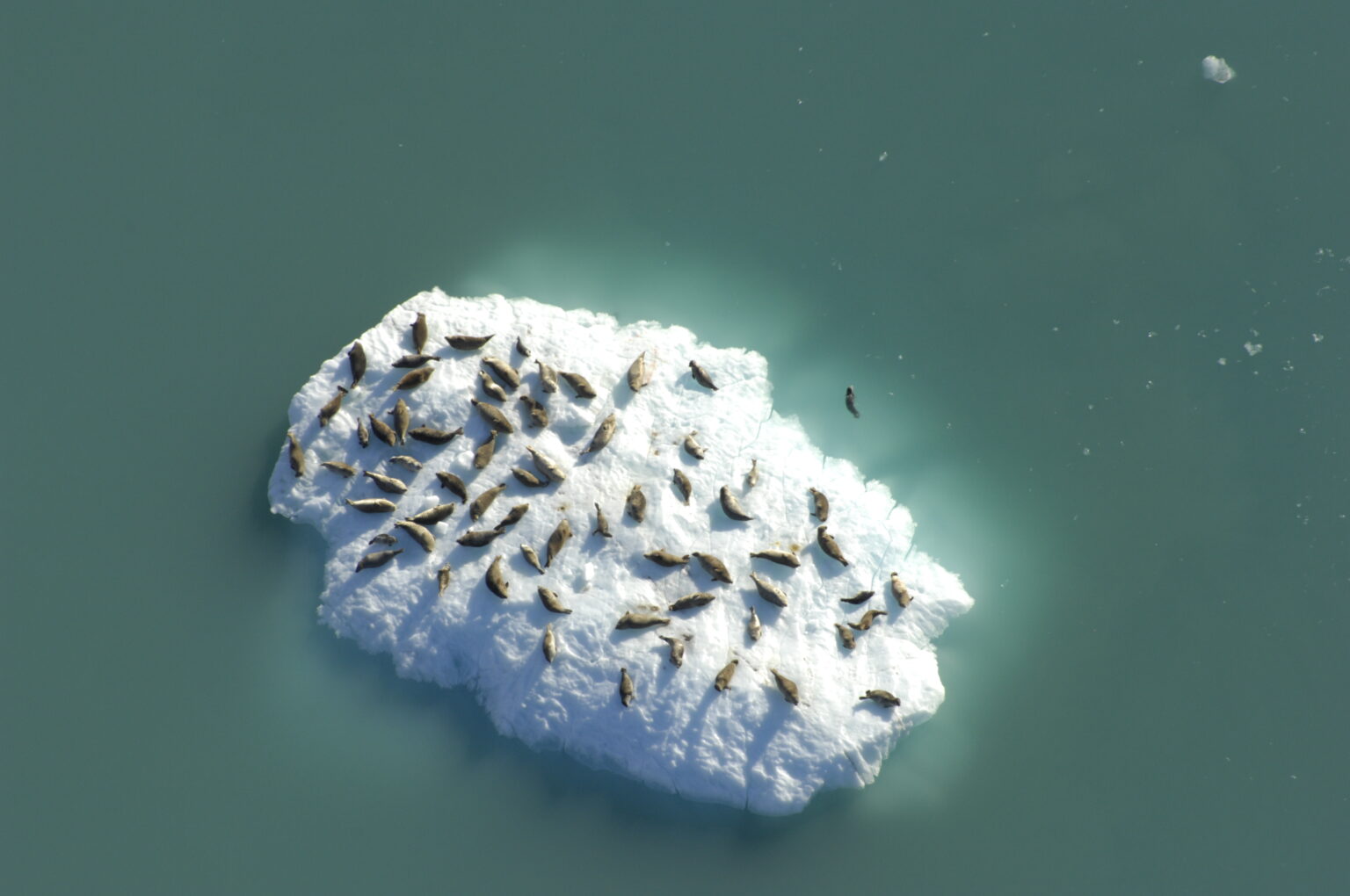 Seals strategically scoot around the seas on icebergs - AGU Newsroom