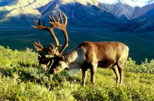 12/11/2025: Reindeer, algal blooms, undersea mountains and more hit ...